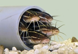 Japanese Sea catfish uses pH detecting whiskers to hunt - Ocean ...
