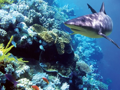 Ocean acidification will affect shark populations... - Ocean Acidification