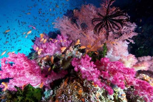Climate engineering may save coral reefs: Study - Ocean Acidification