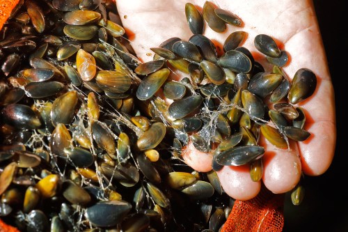 Shellfish can’t keep up with shifting ocean chemistry - Ocean Acidification