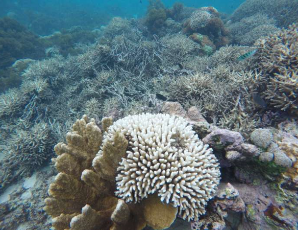 Declining growth rates of global coral reef ecosystems - Ocean ...
