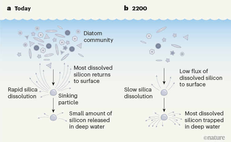 Sinking diatoms trap silicon in deep seawater of acidified oceans ...