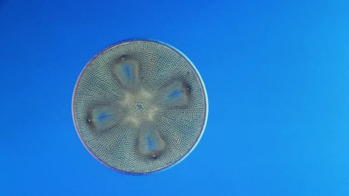 Ocean acidification plays havoc with diatoms - Ocean Acidification
