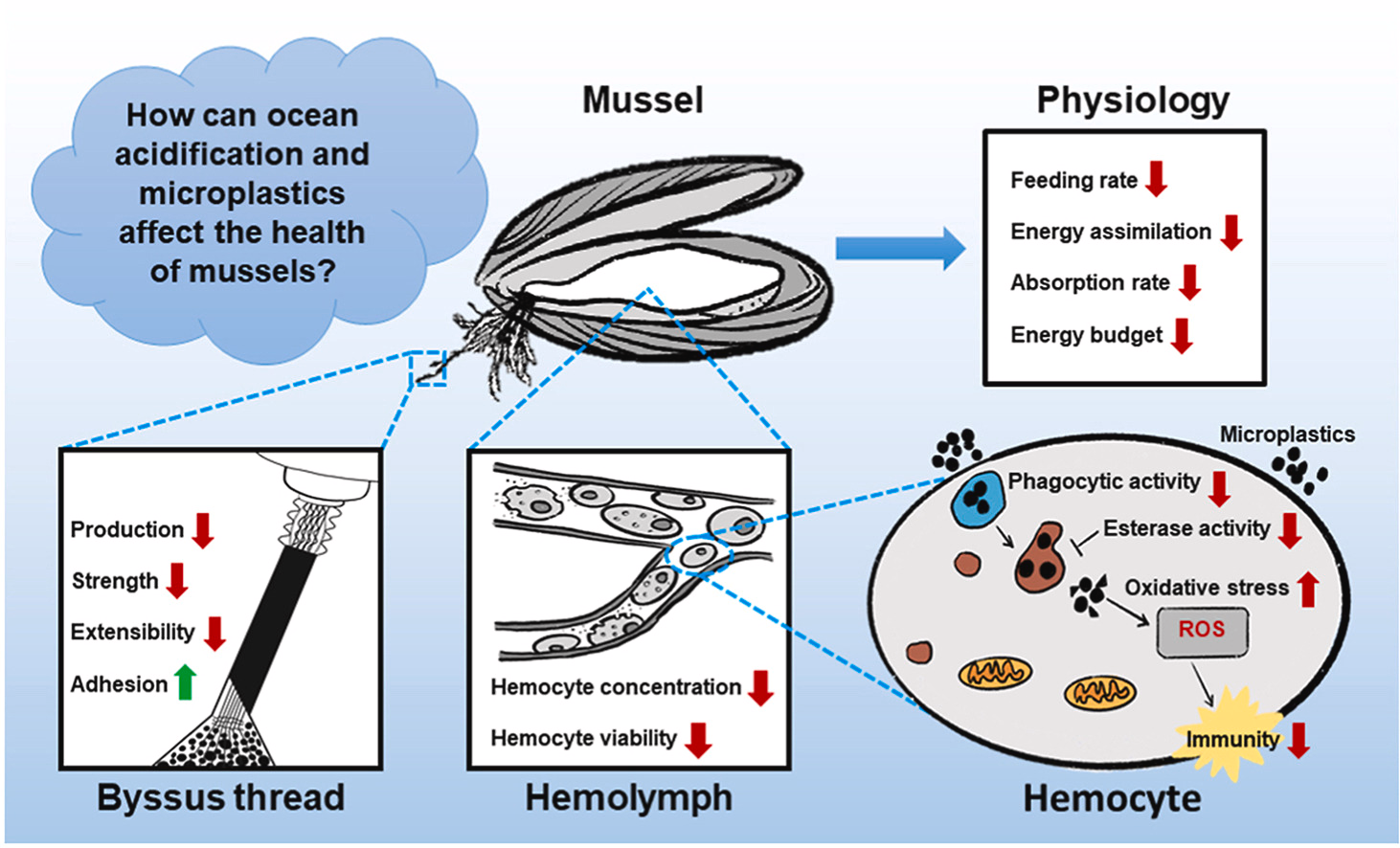 Microplastics can aggravate the impact of ocean acidification on the health of mussels: insights ...