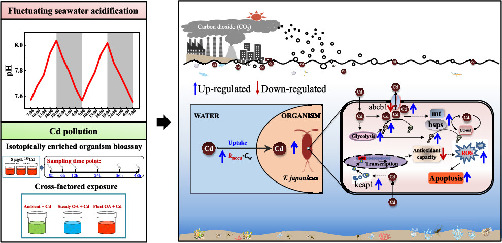 Diel fluctuation superimposed on steady high pCO2 generates the most ...