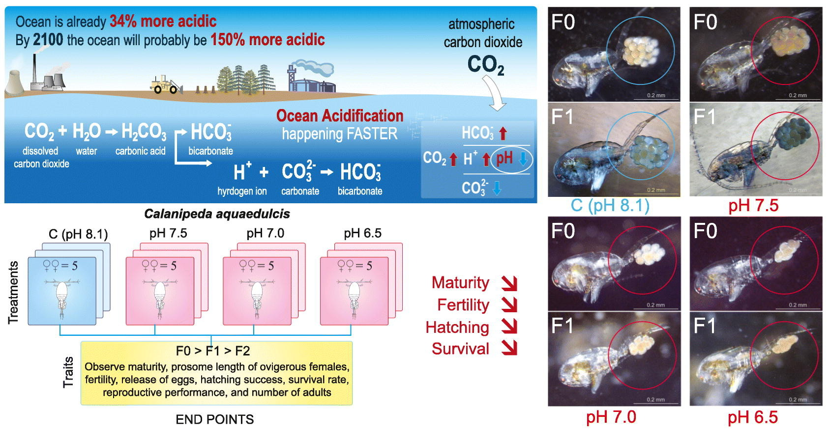 Intergenerational effects of ocean acidification on reproductive traits ...