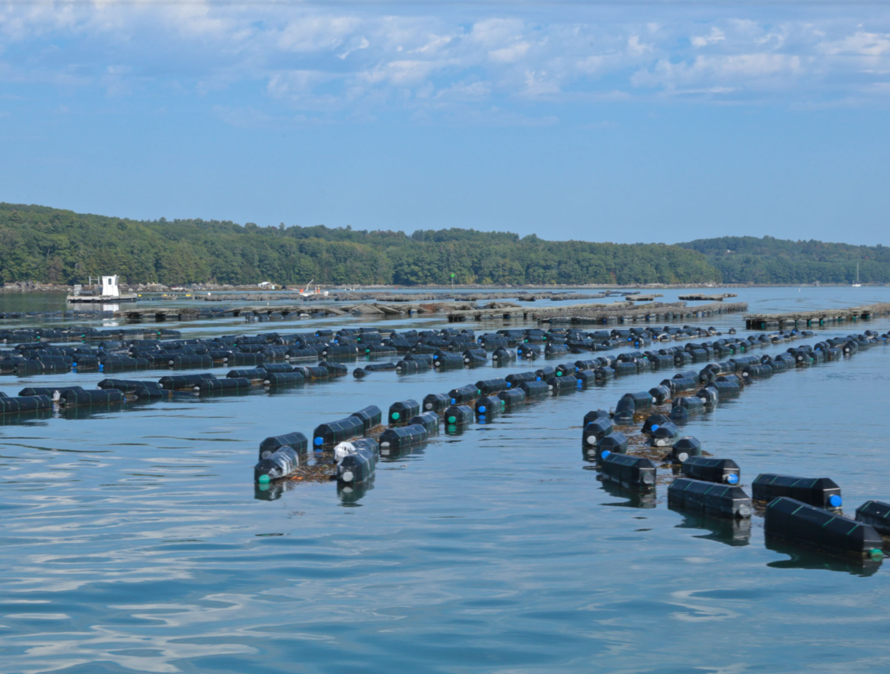 Building resilience to ocean acidification from sea to shell - Ocean ...