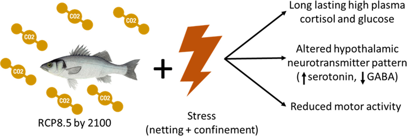 Ocean acidification alters the acute stress response of a marine fish ...