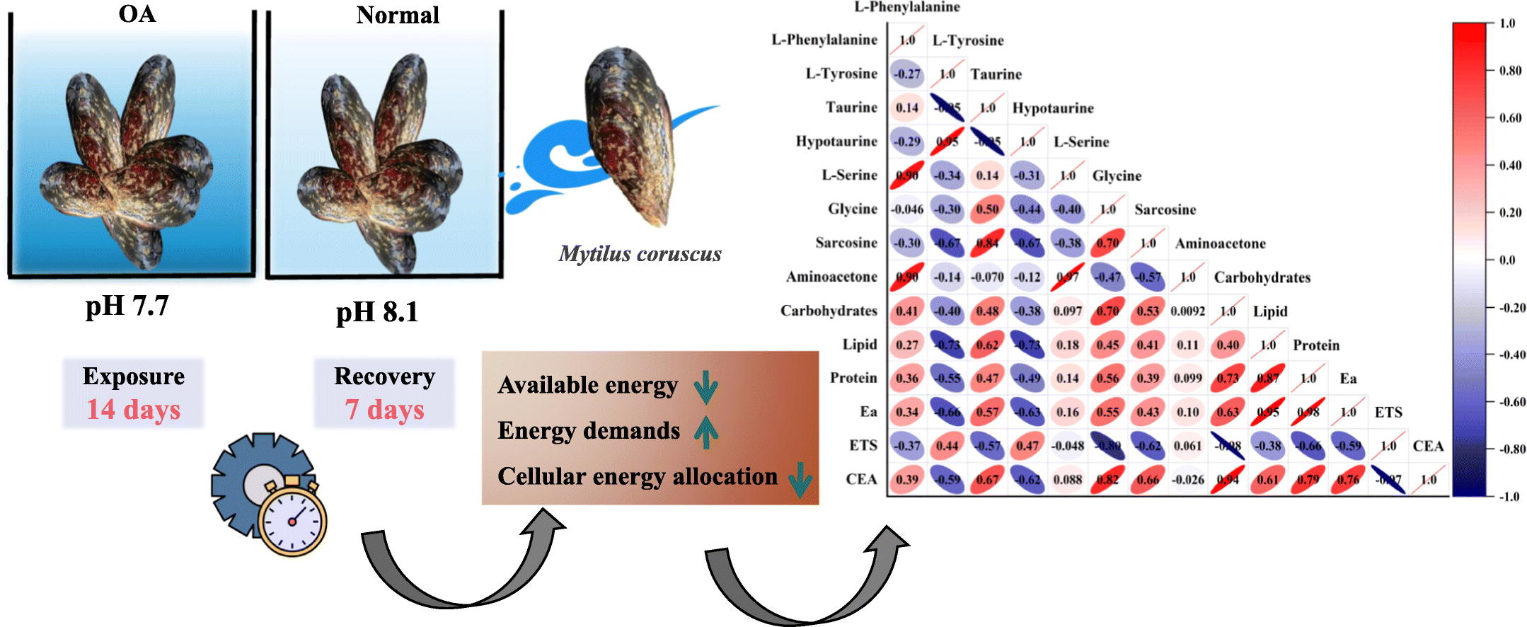 Ocean acidification affects the bioenergetics of marine mussels as ...