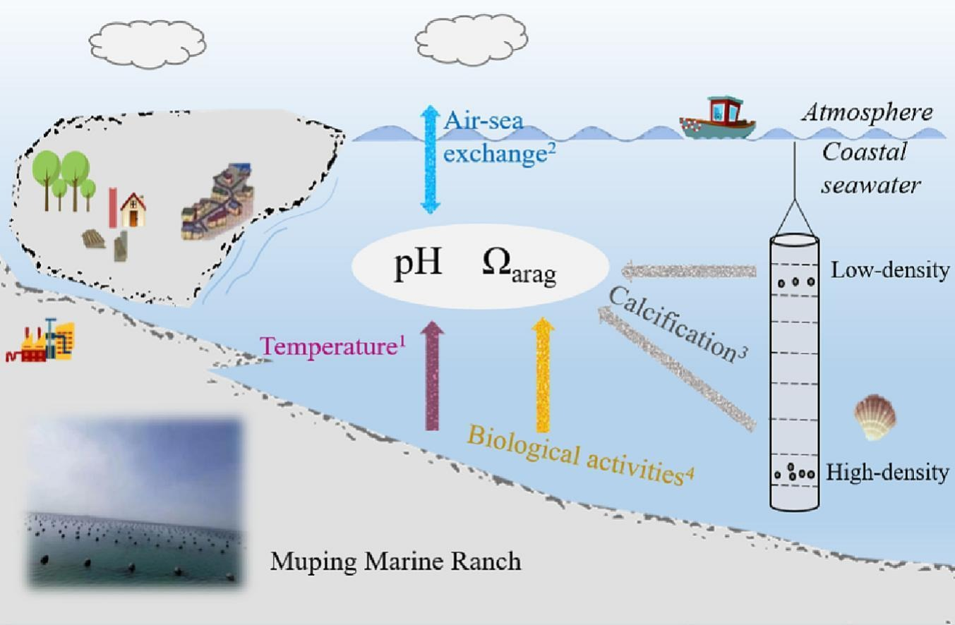 Assessment on seasonal acidification and its controls in the Muping ...