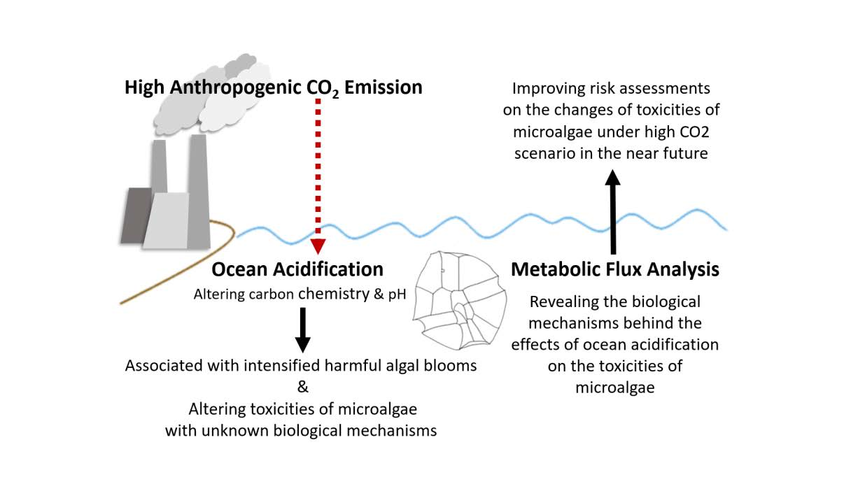 Metabolomics approach to reveal the effects of ocean acidification on ...