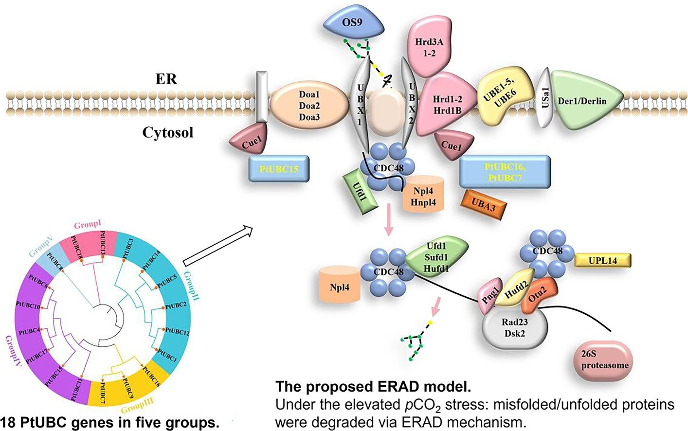 UBC gene family and their potential functions on the cellular ...