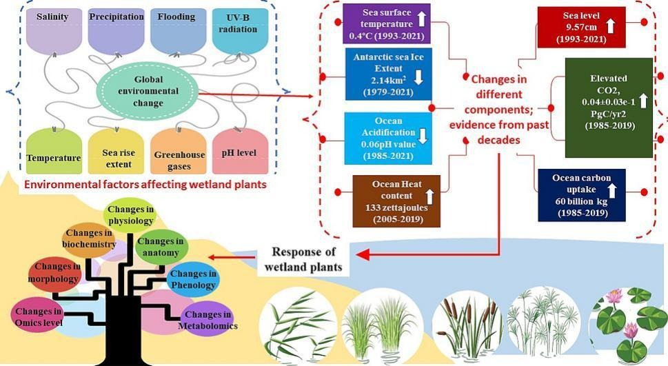 Global environmental change mediated response of wetland plants ...