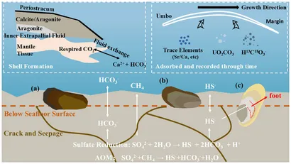 Combined uranium-series and trace elements analysis in cold seep ...