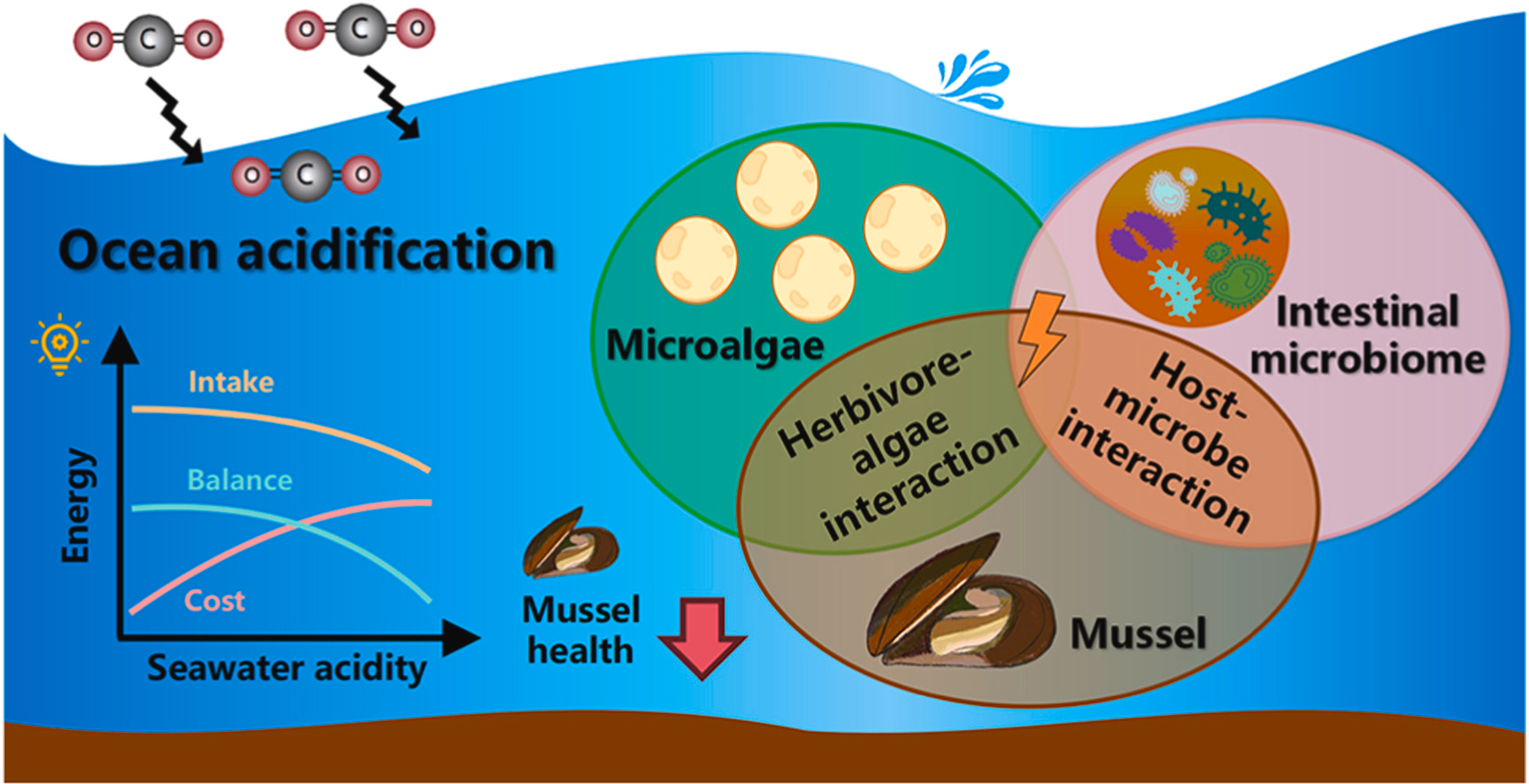 Ocean acidification disrupts the energy balance and impairs the health ...