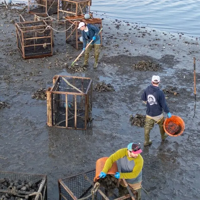 Increasingly acidic seas threaten oyster farming - Ocean Acidification