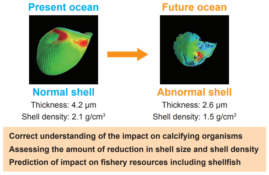 Will shellfish be unable to grow in oceans of the future? - Ocean ...