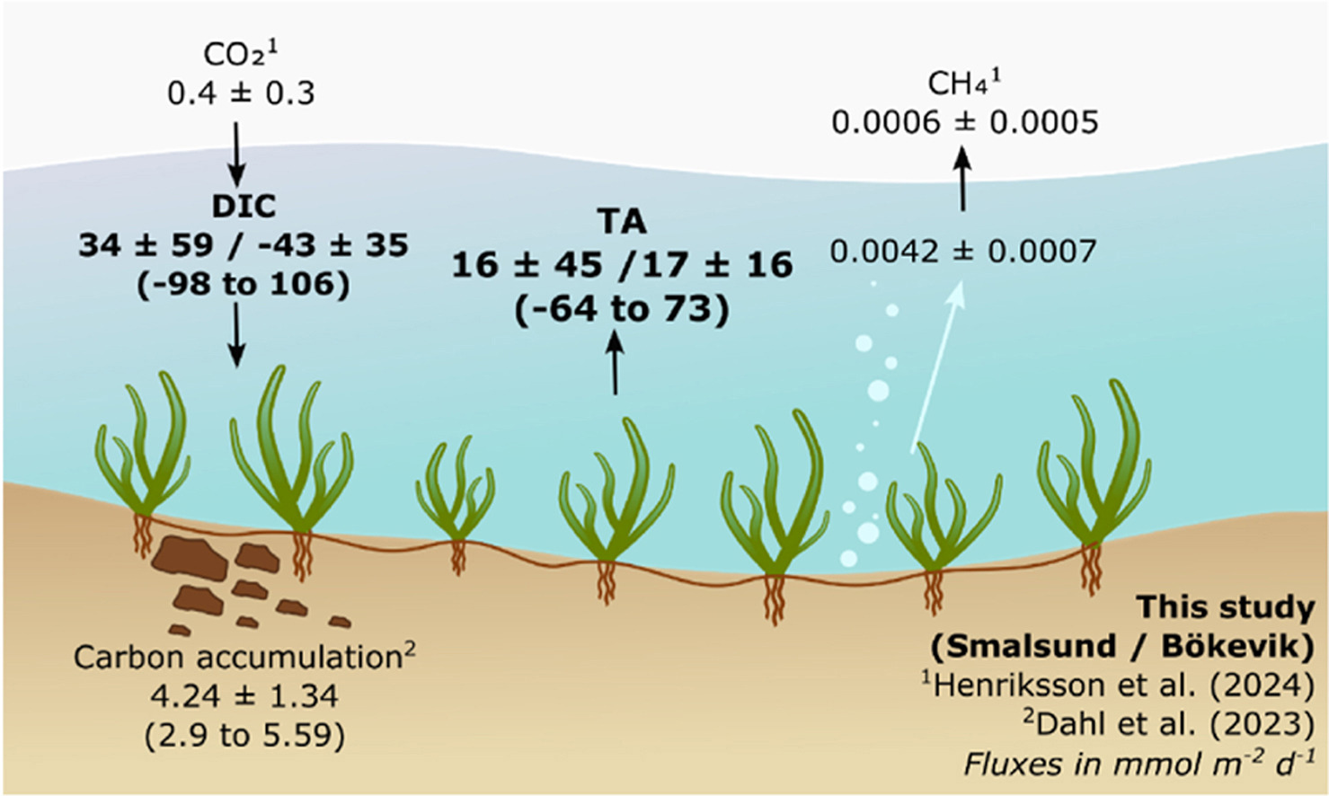 In-situ measurements reveal alkalinity release from cold-temperate ...