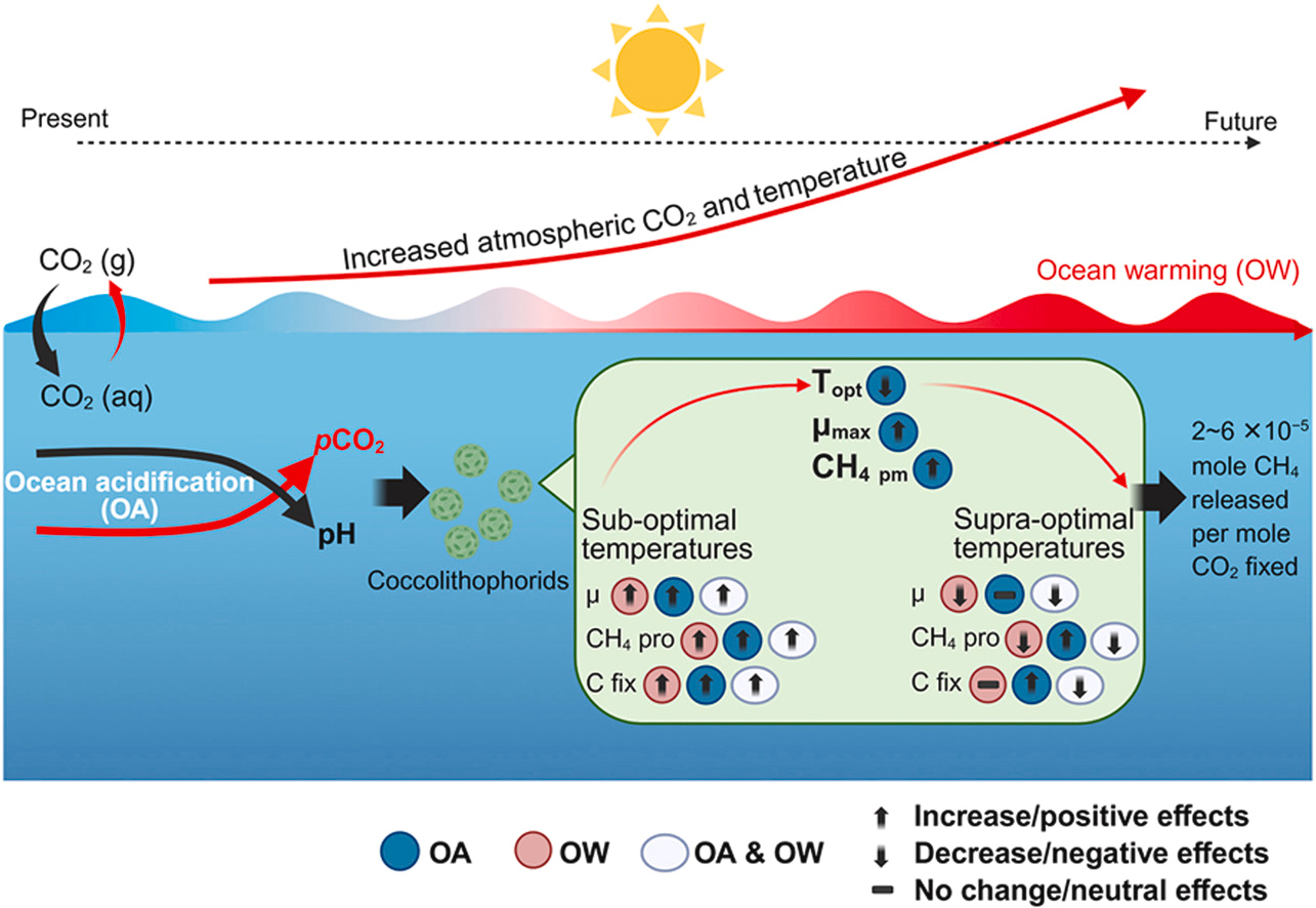 Elevated pCO2 and temperature levels modulate the ratios of the ...