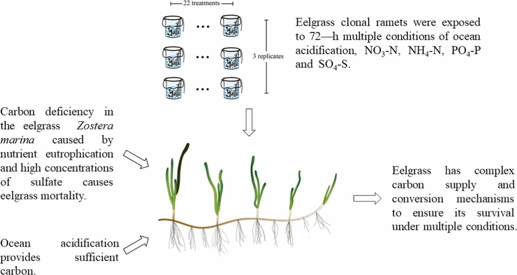 Can ocean acidification alleviate carbon deficiency in eelgrass Zostera ...