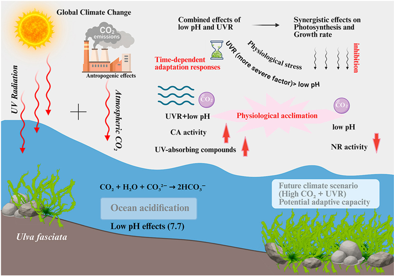 Impact of acidification and ultraviolet radiation on the physiology of ...