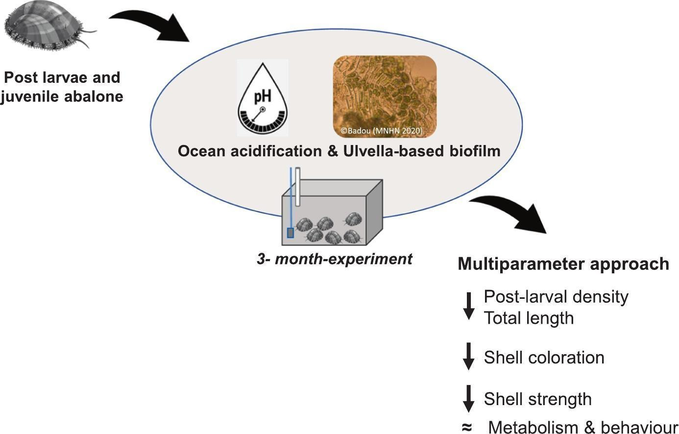 Interactive effects of ocean acidification and settlement biofilm on ...