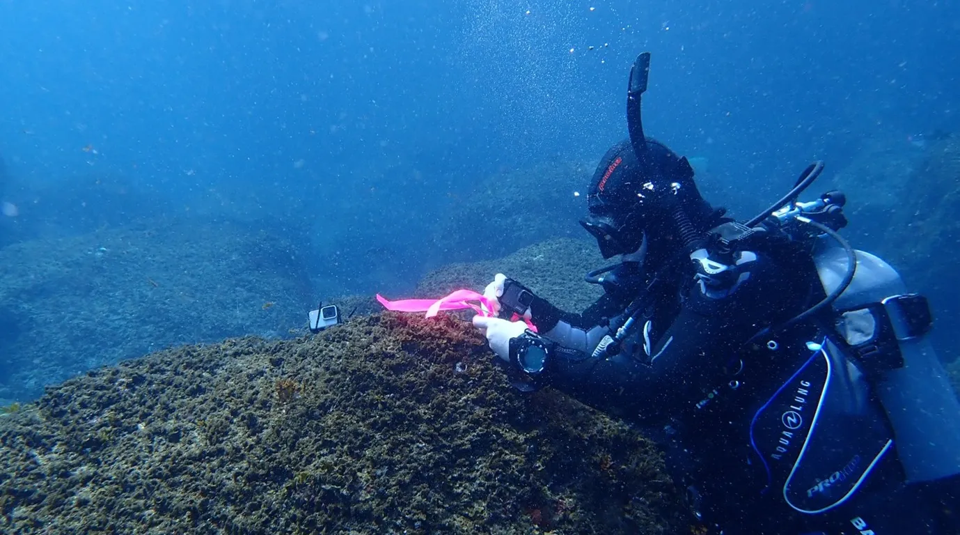 When fish lose their crowd: how ocean acidification quietly dismantles ...